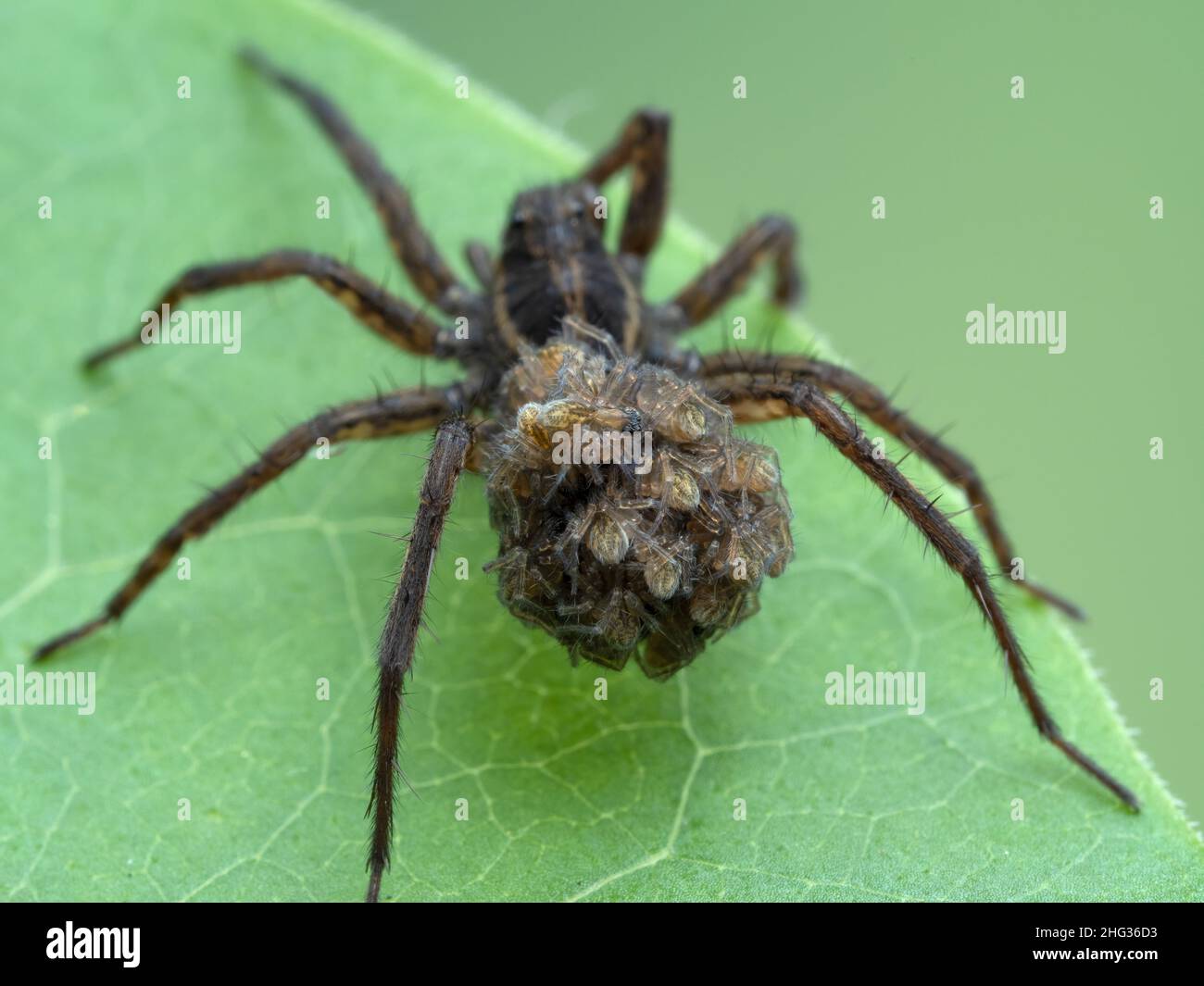 close-up of baby spiders being carried on the abdomen of a female wolf ...