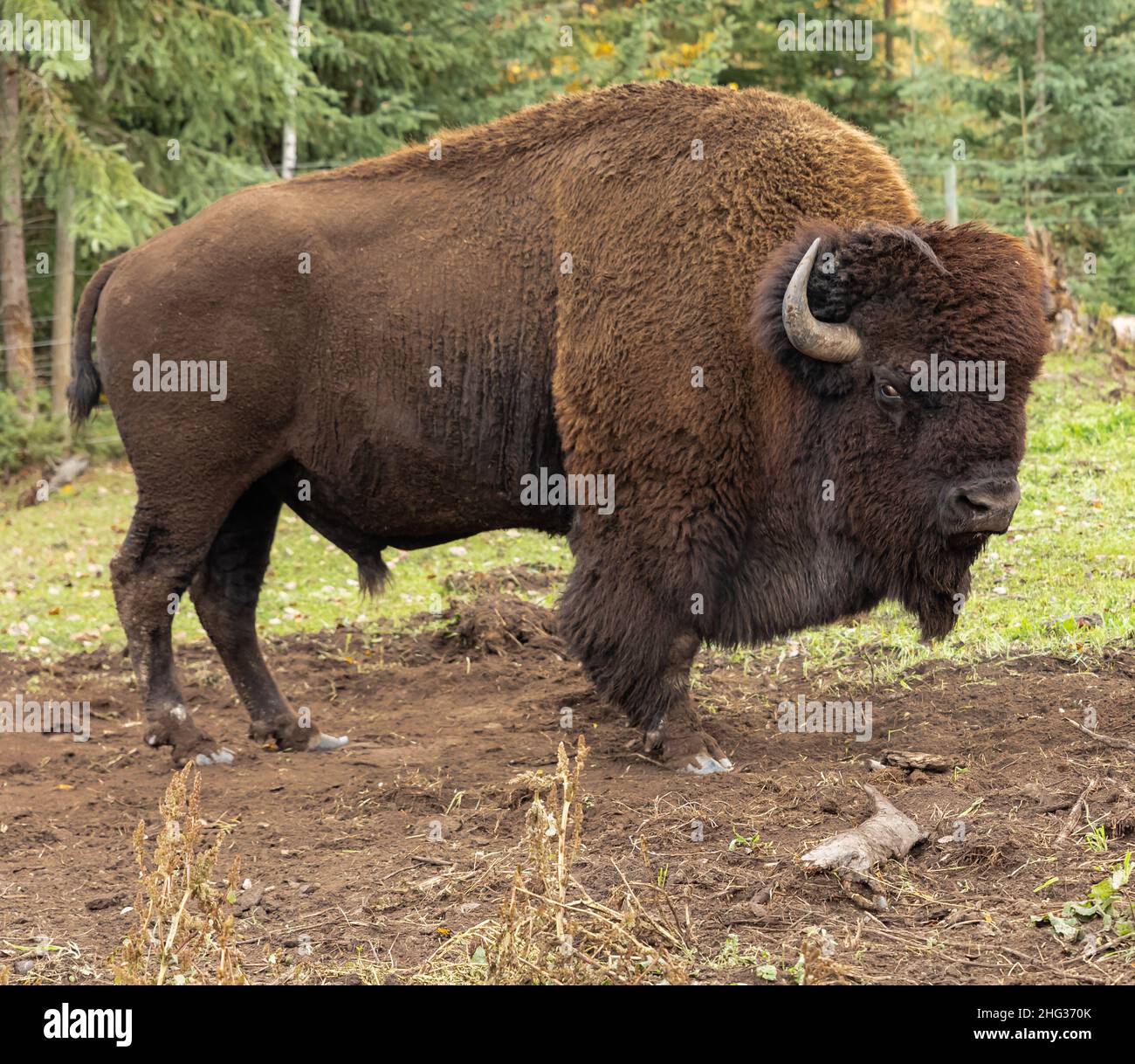 Large male of bison in the forest. Buffalo walking across the forest ...
