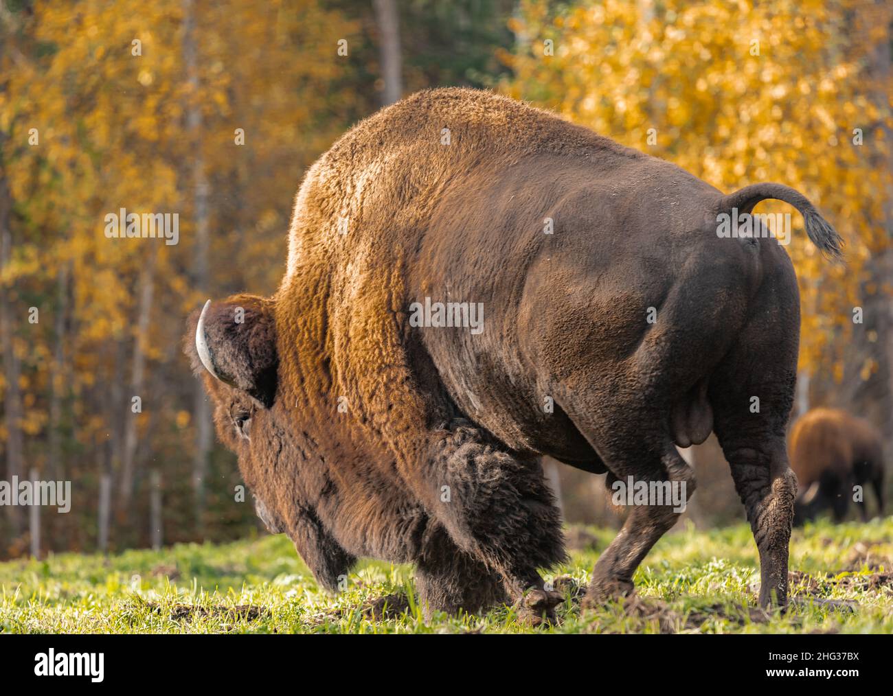 Bison horn hi-res stock photography and images - Alamy