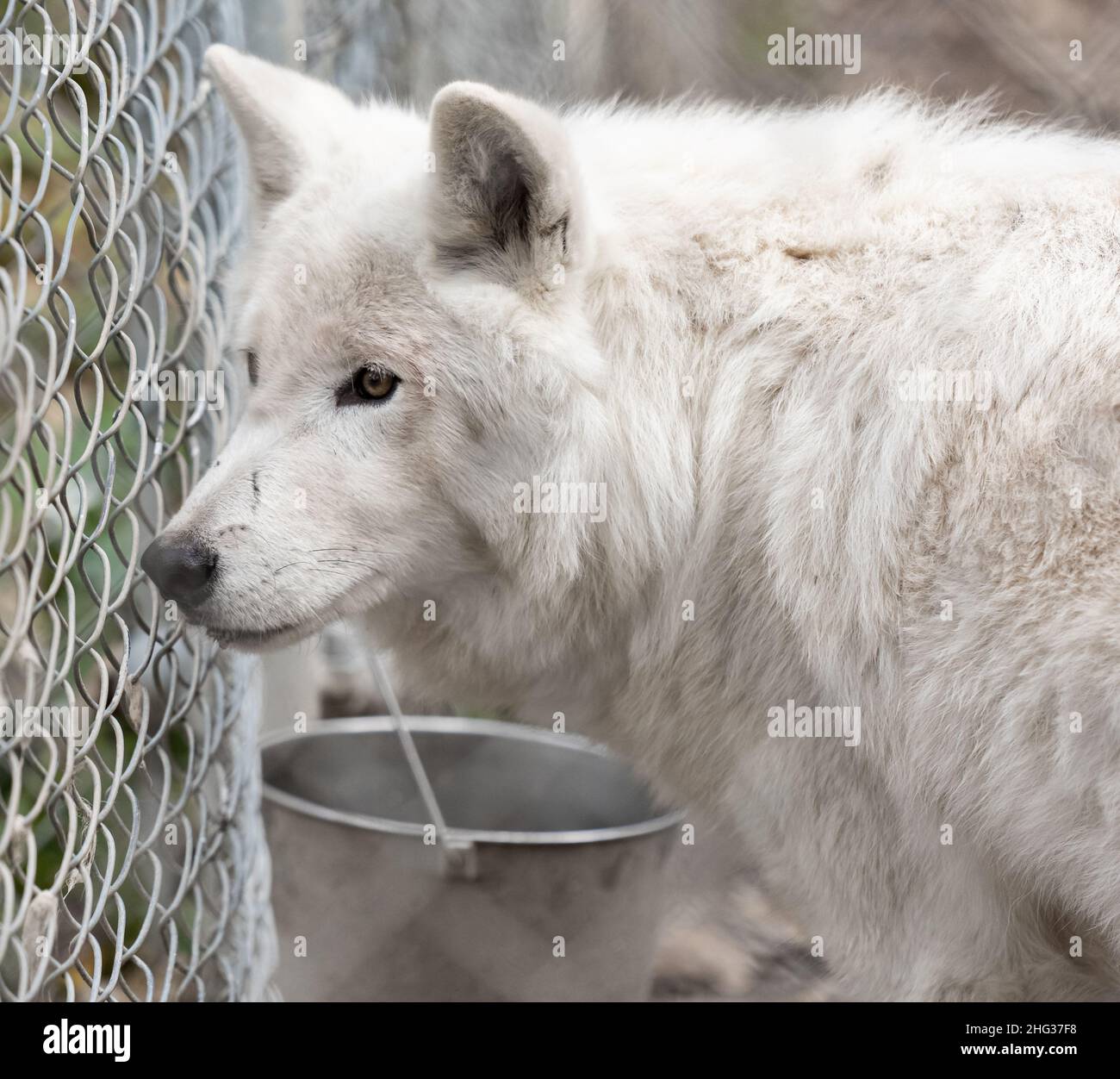 Arctic wolves hi-res stock photography and images - Alamy