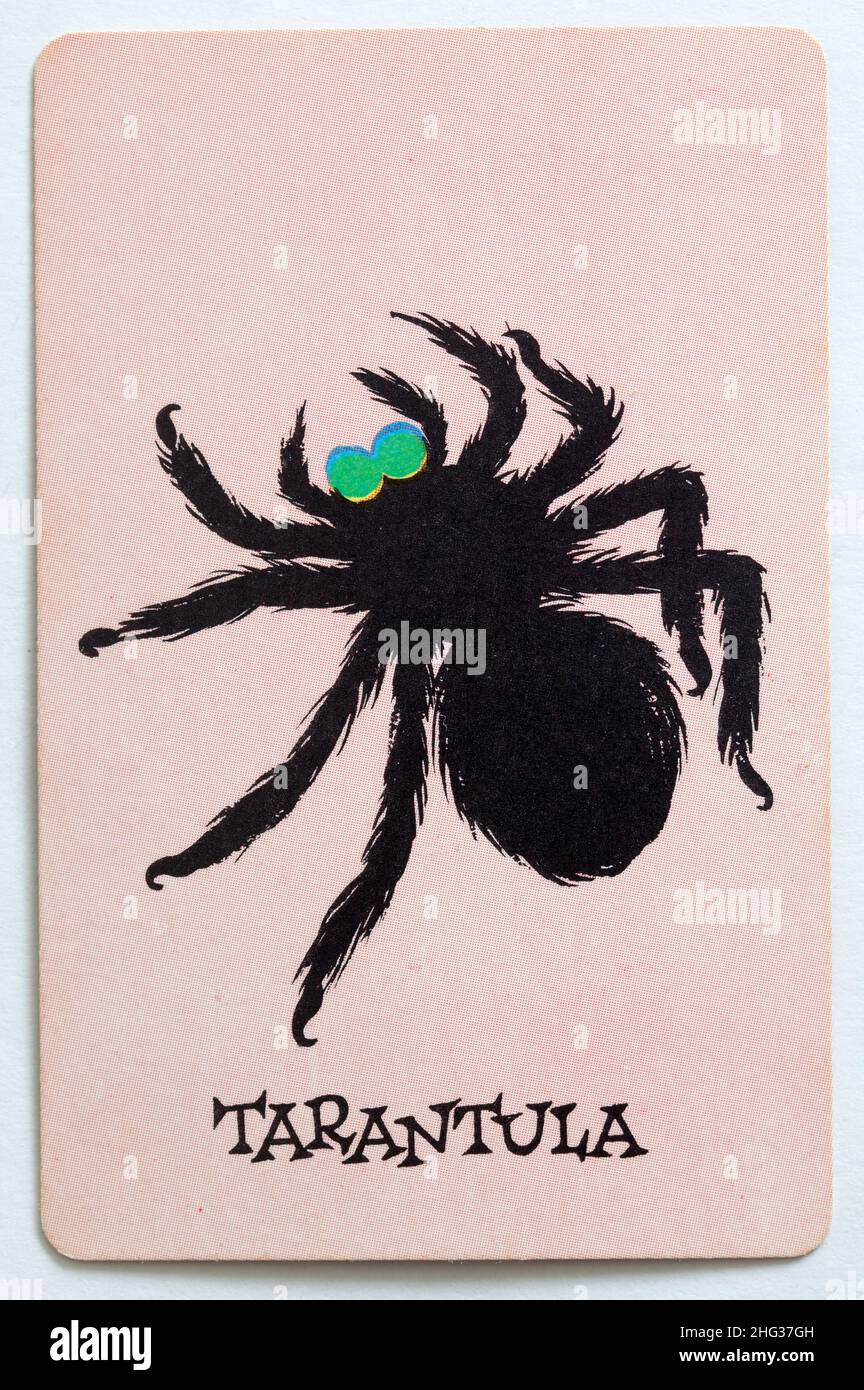 Skeeter Playing Card - Tarantula Stock Photo - Alamy