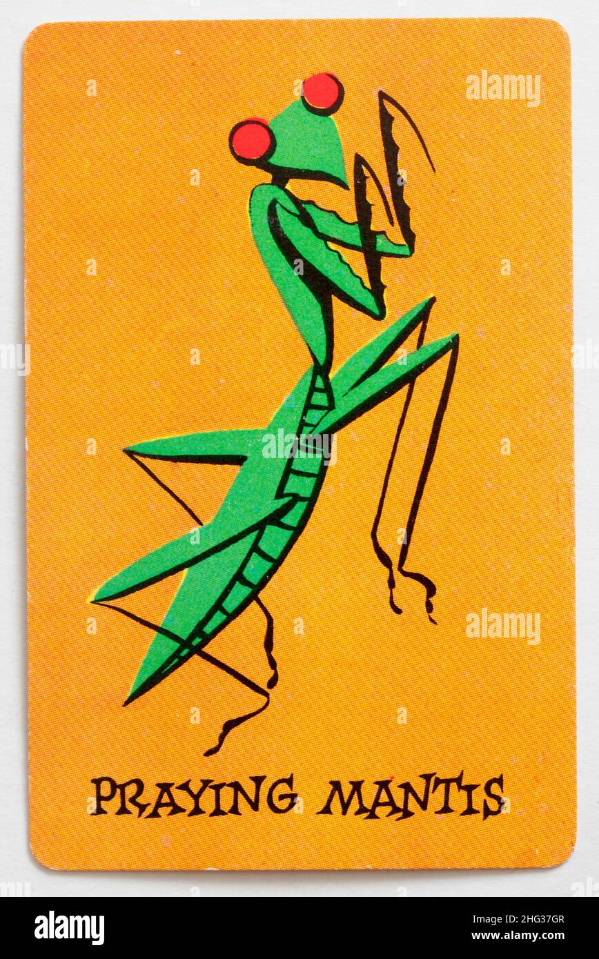 Skeeter Playing Card - Praying Mantis Stock Photo - Alamy