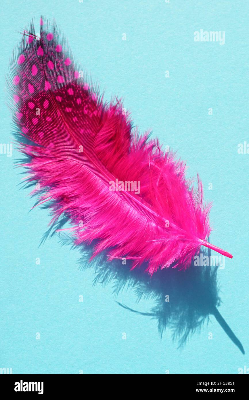 Magenta pink spotted bird feather on a sunny blue table. Art card Stock ...