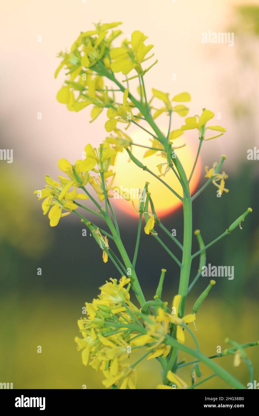 Best quality mustard oil hi-res stock photography and images - Alamy