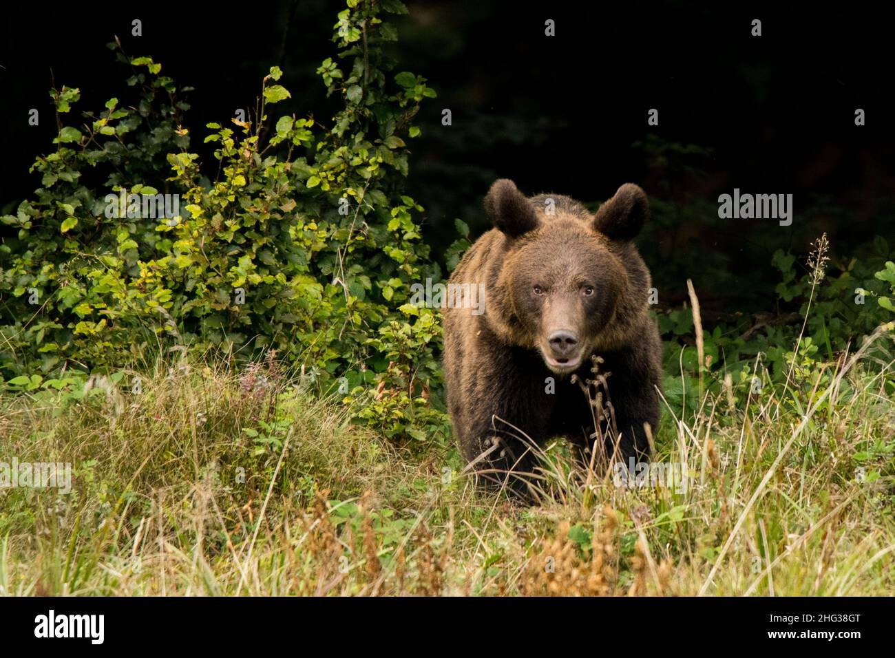 Brown Bear (Ursus arctos). The Bieszczady Mountains, Carpathians ...