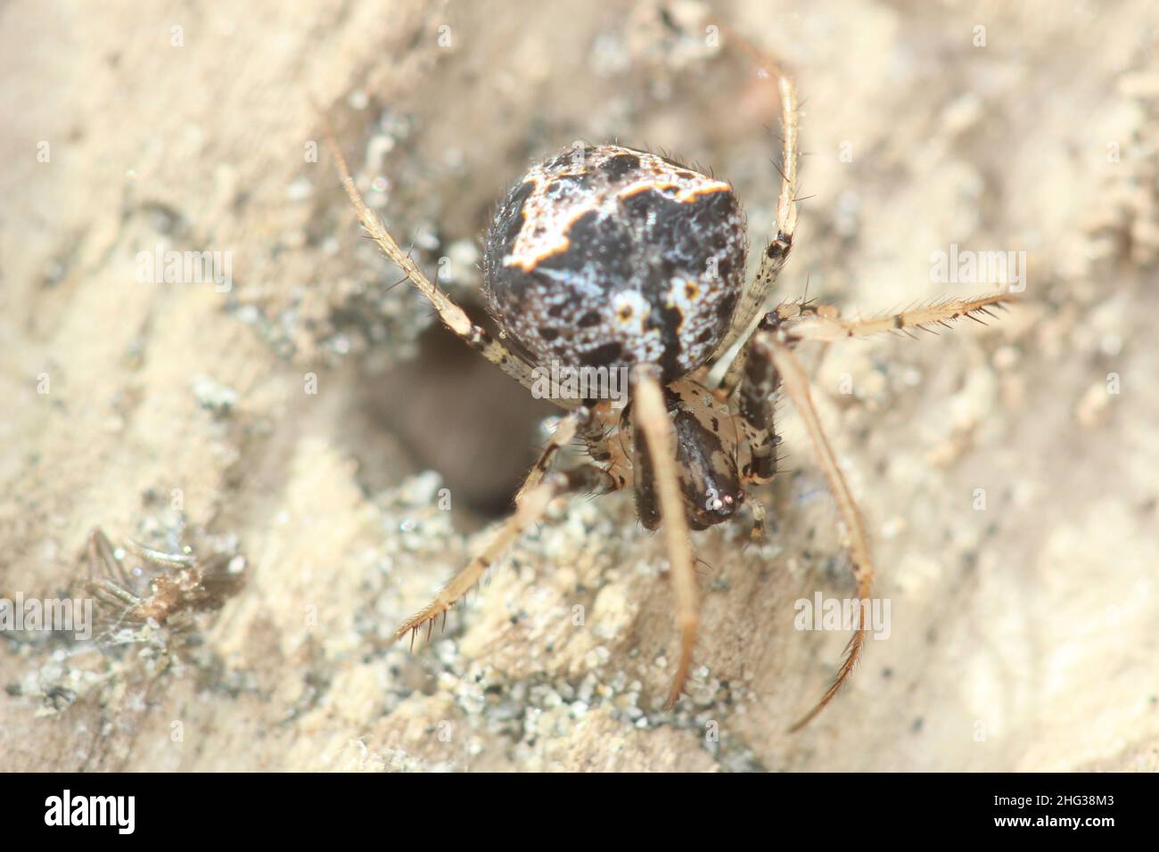 Australomimetus sp hi-res stock photography and images - Alamy