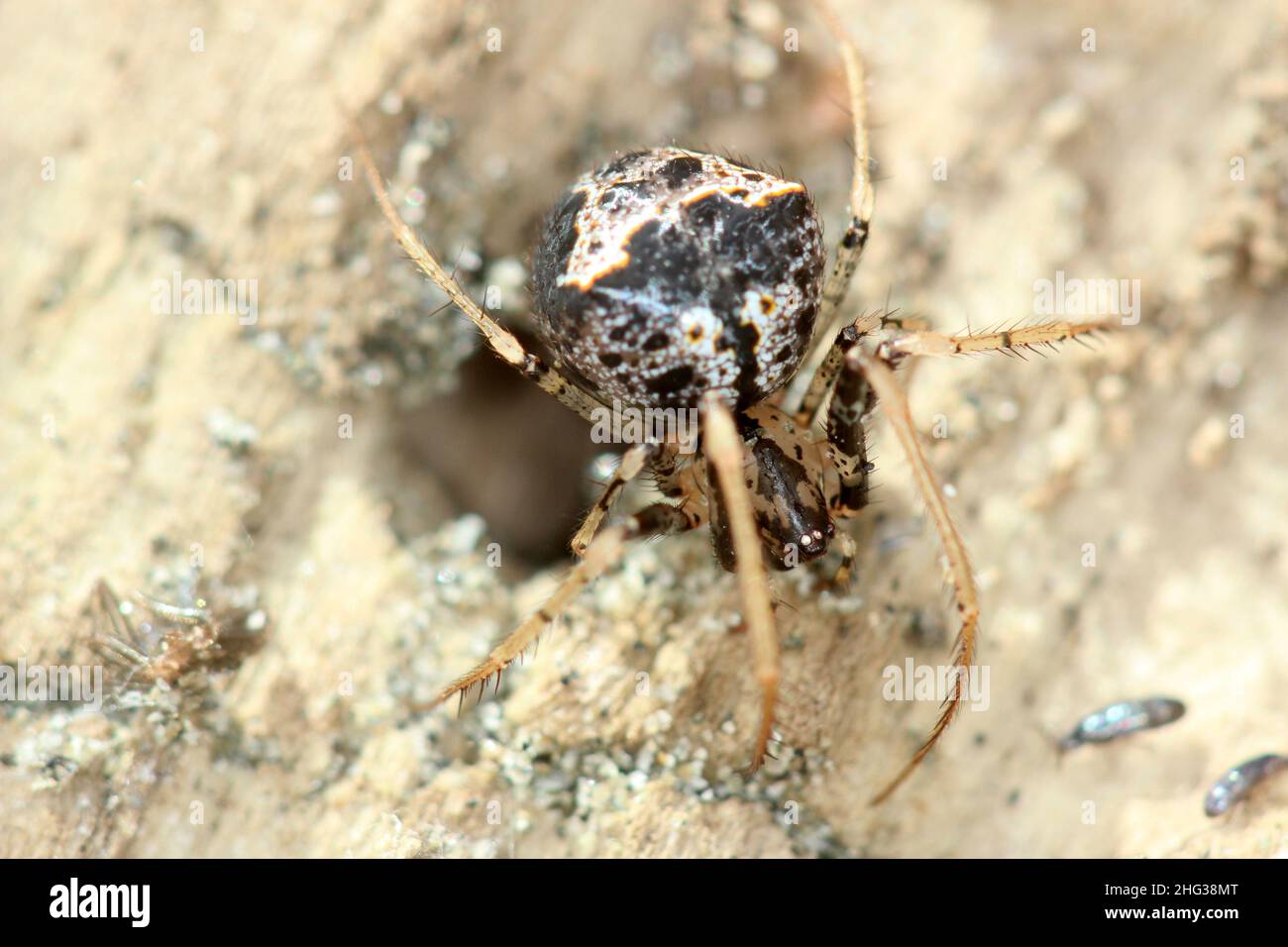 Pirate spider (Austalomimetus sp Stock Photo - Alamy