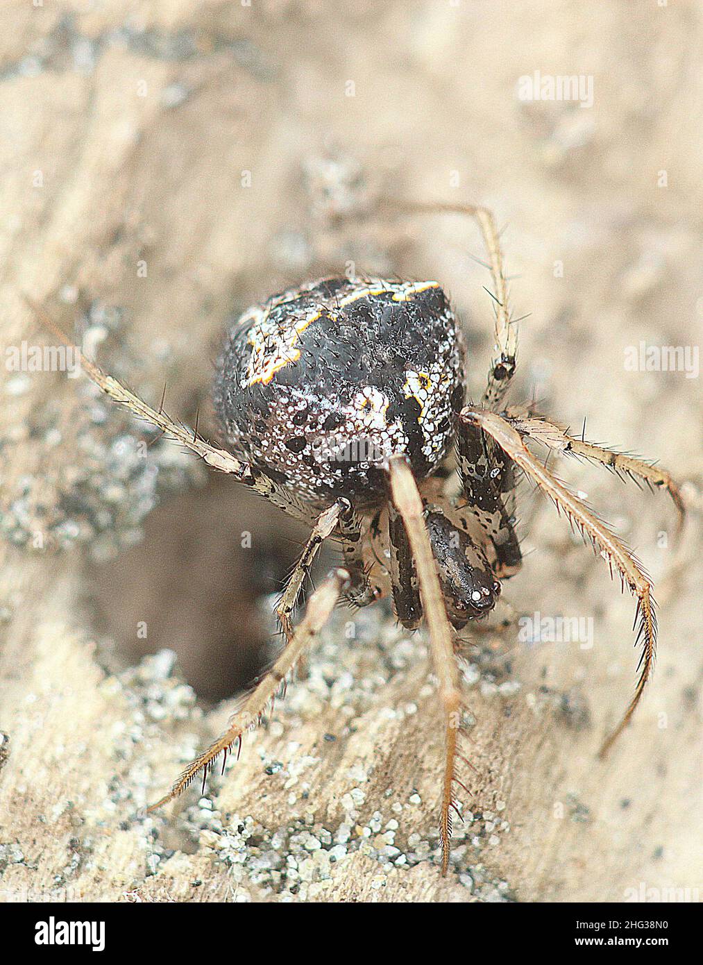 Australomimetus sp hi-res stock photography and images - Alamy
