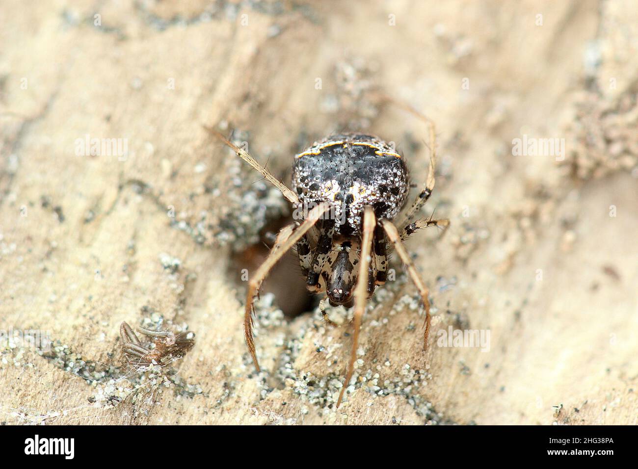 Australomimetus sp hi-res stock photography and images - Alamy