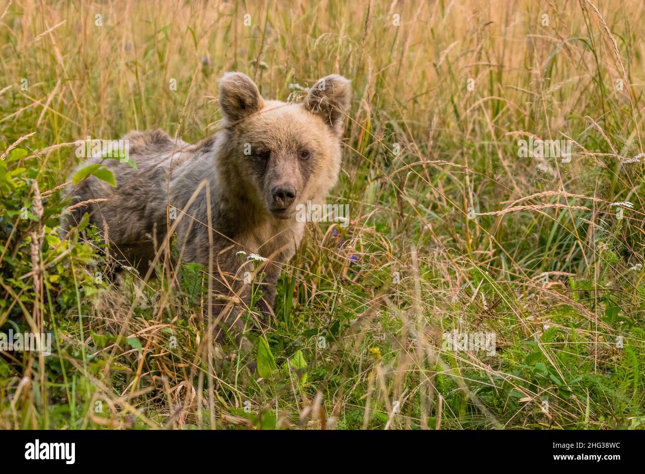 Brown Bear (Ursus arctos). The Bieszczady Mountains, Carpathians ...