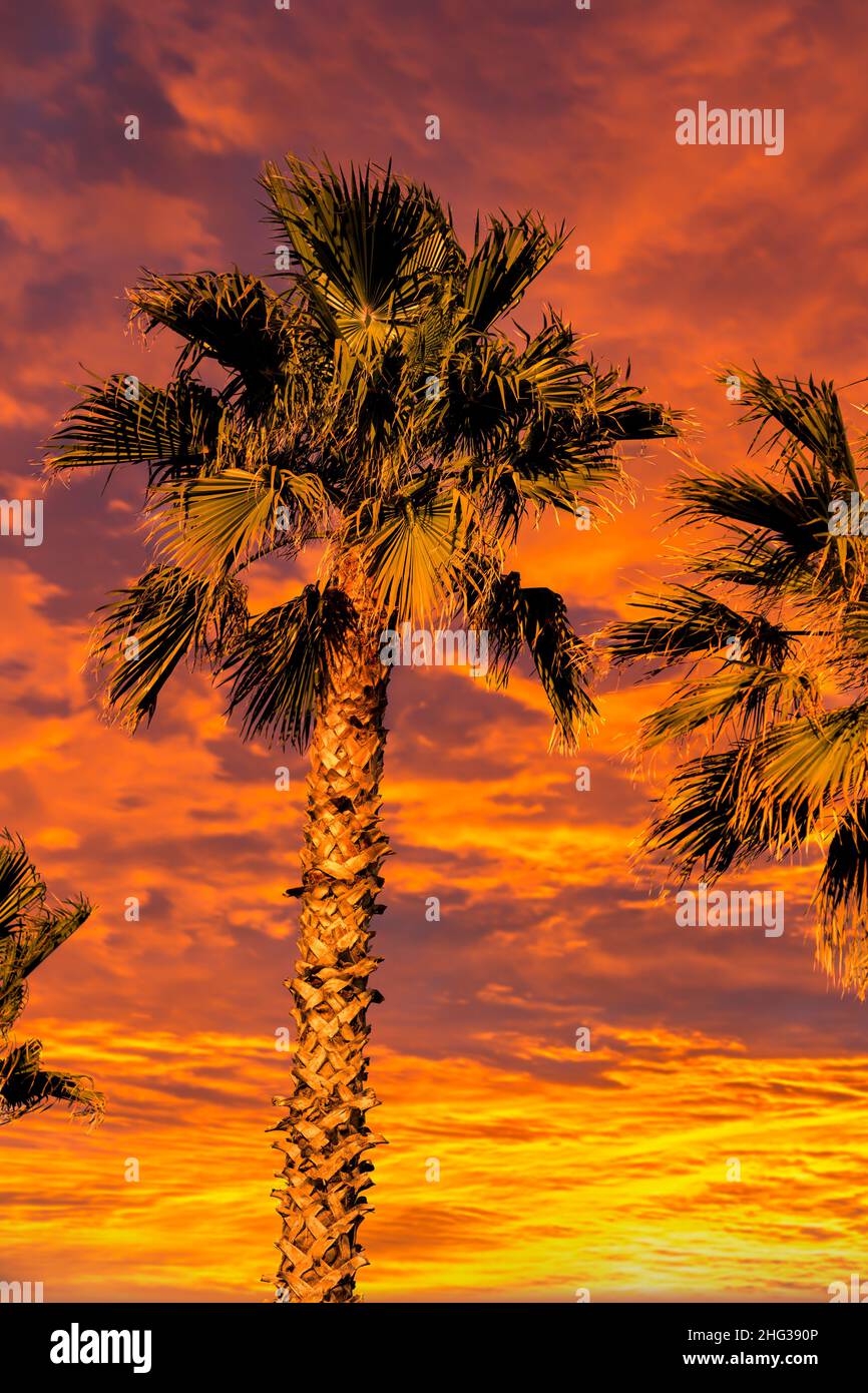 Saturated dramatic sunset sky with palms Stock Photo - Alamy