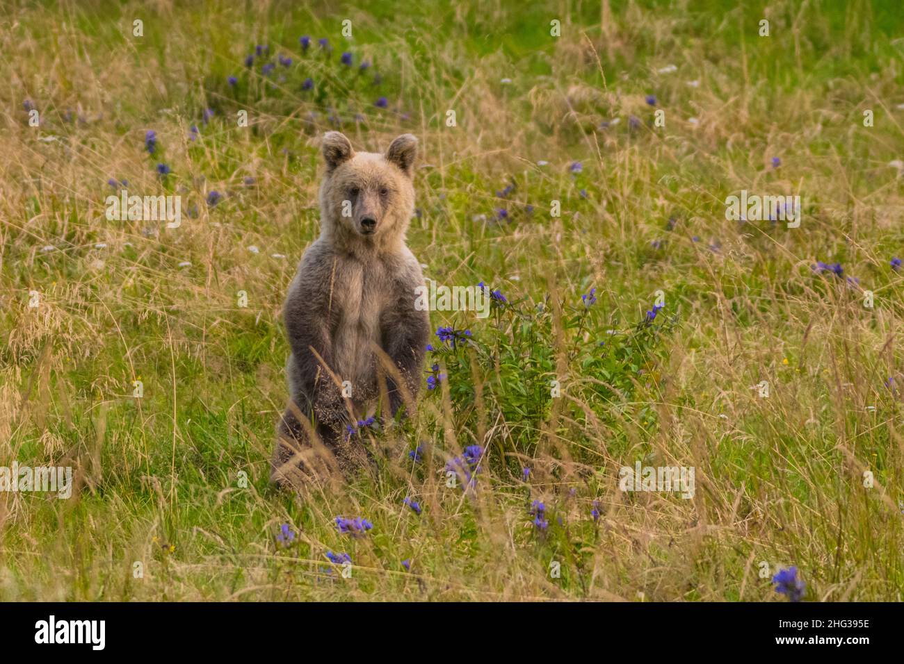 Brown Bear (Ursus arctos). The Bieszczady Mountains, Carpathians ...