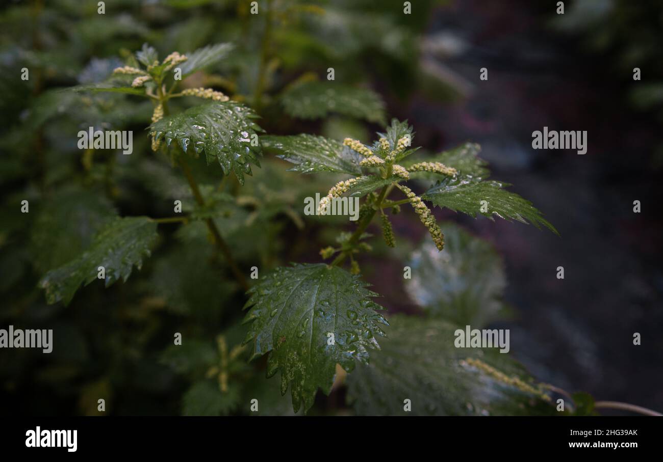 Urtica urens , Small Nettle plant grows wildly with many health ...