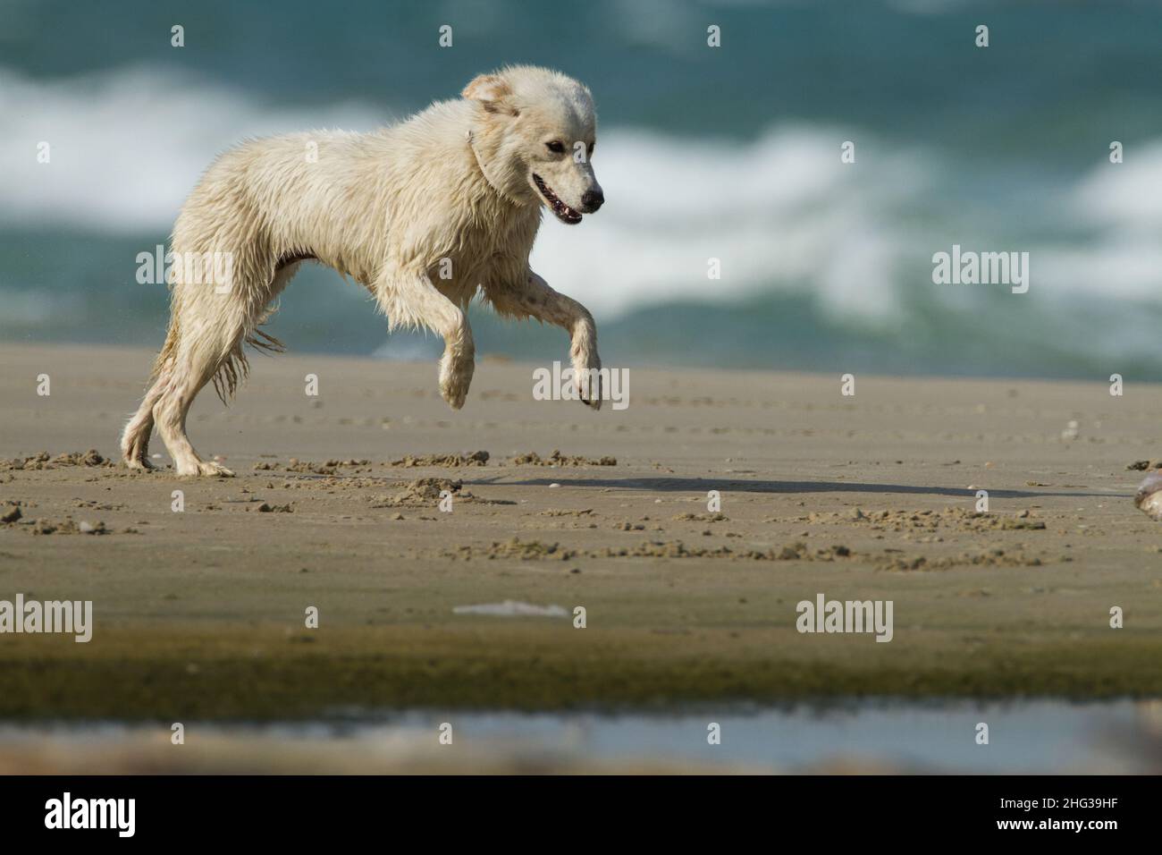 Dog ran on the beach Stock Photo - Alamy