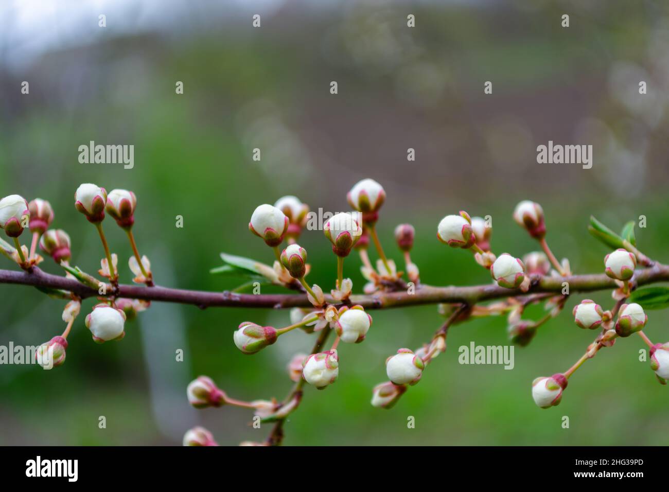 Many closed white buds on a cherry branch. Selective focus. Spring in ...