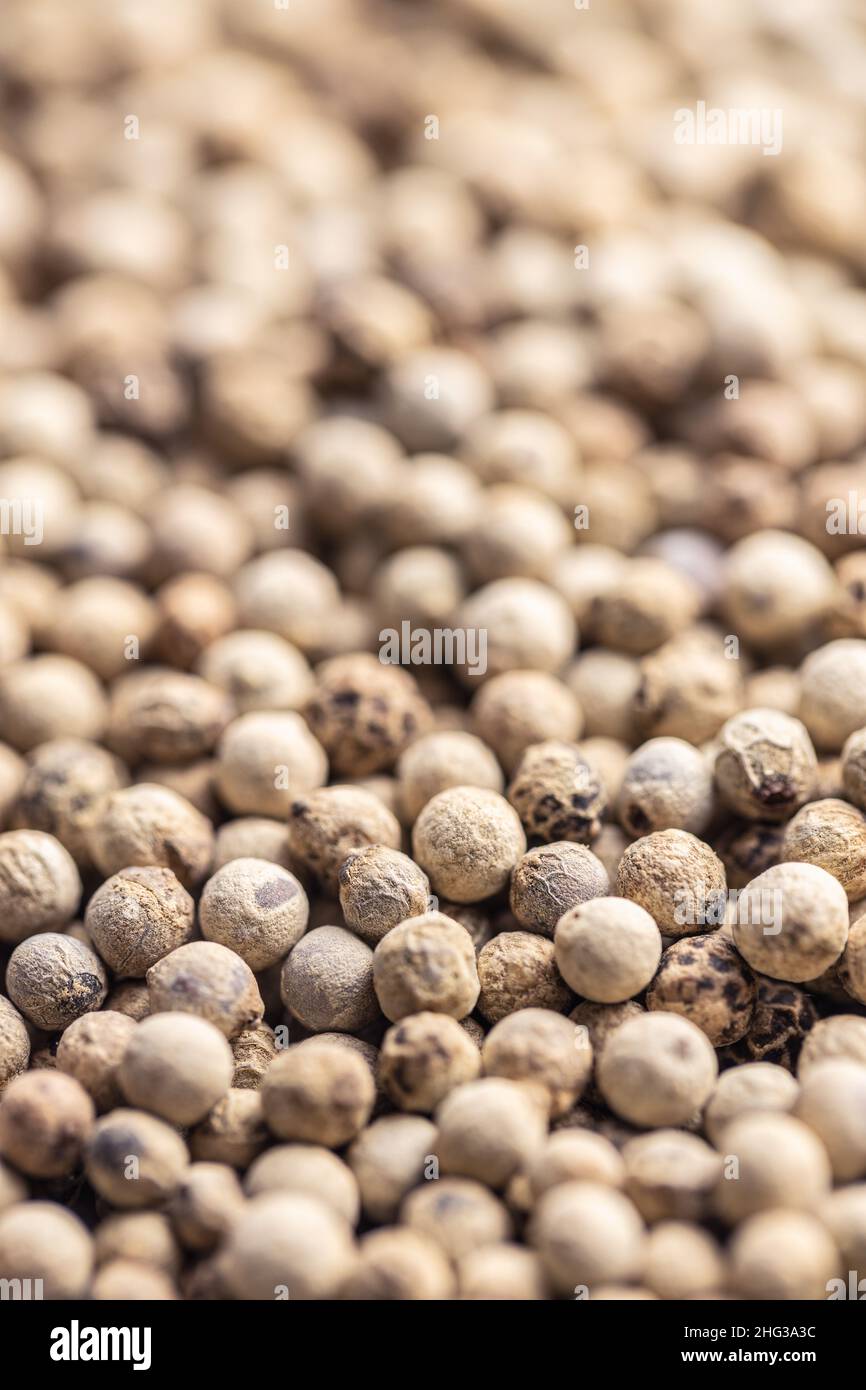 Whole pepper spice. White peppercorn grain. Front view Stock Photo - Alamy