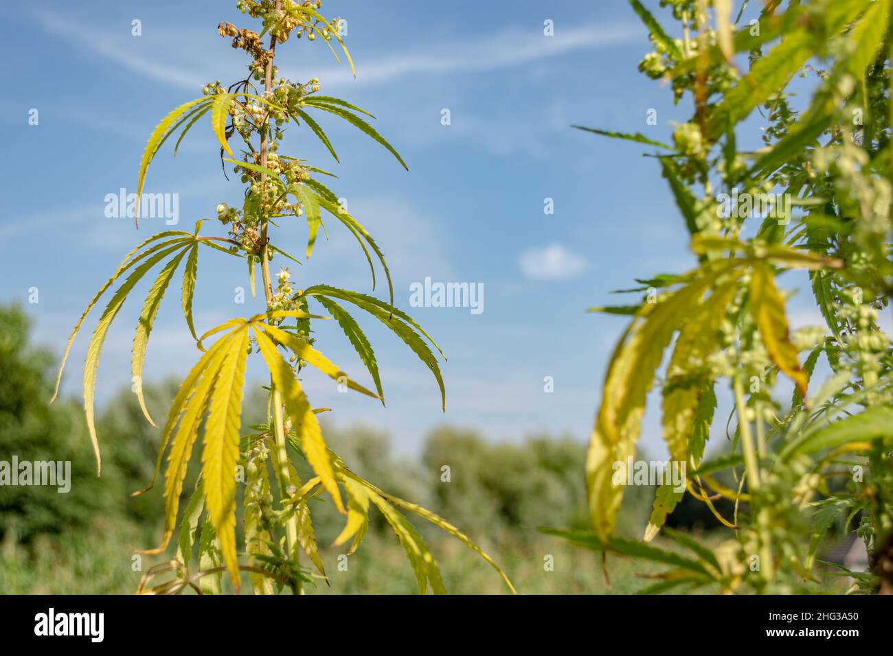 Cannabis bloom, small flowers on a high stem Stock Photo - Alamy