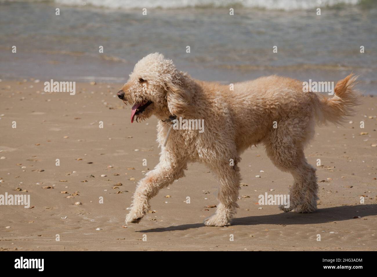 Poodle Dog ran on the beach Stock Photo - Alamy