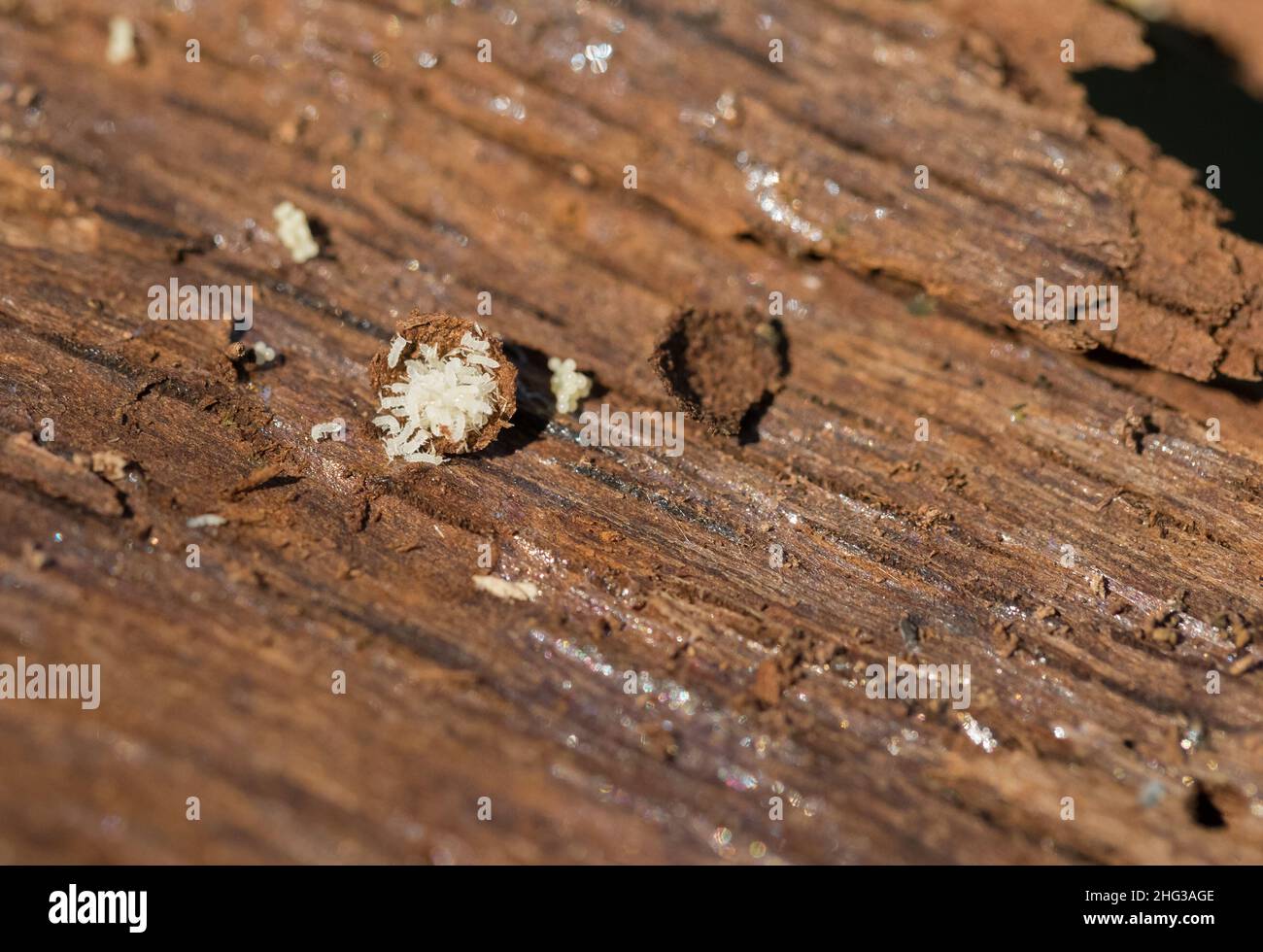 Nesting capsules of the flat millipede (Polydesmus sp Stock Photo - Alamy