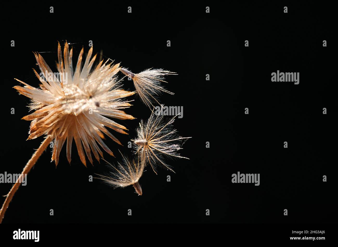 Aging plant hi-res stock photography and images - Alamy