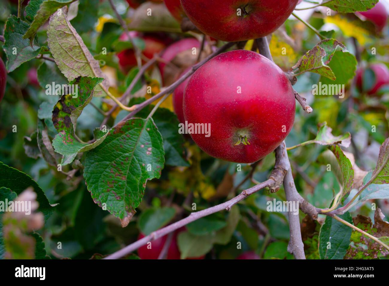 Realistic red apple on a tree surrounded by leaves with dry spots ...