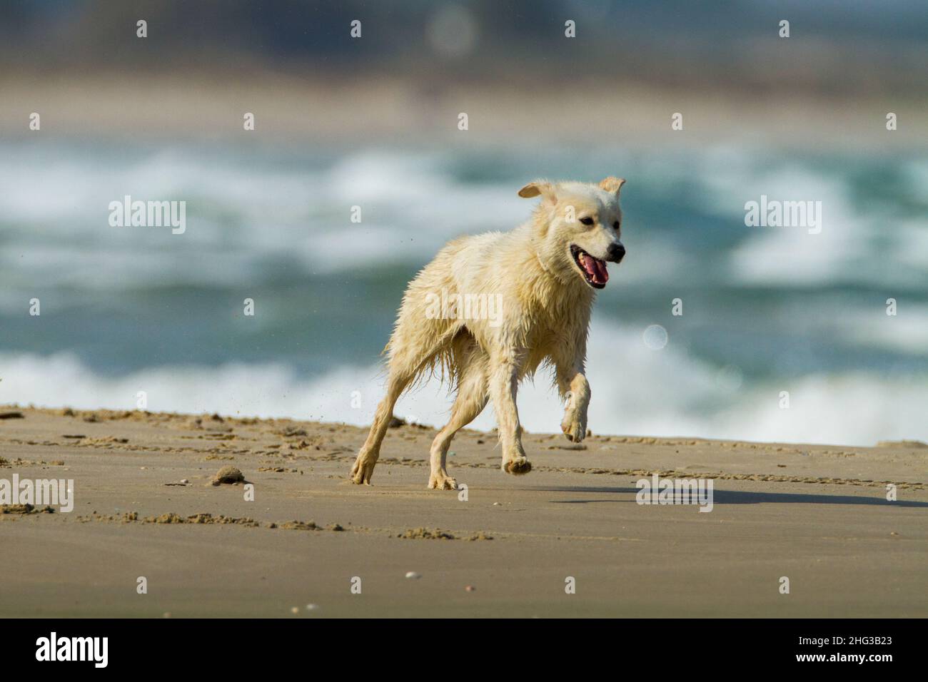 Dog ran on the beach Stock Photo - Alamy