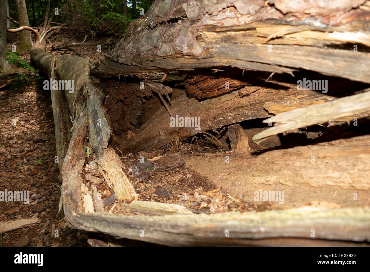 Baum nach Unwetter vom Blitz getroffen und umgestürzt Stock Photo - Alamy