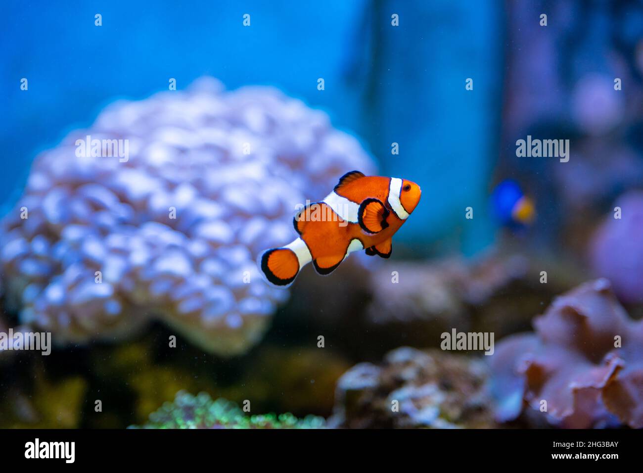 Nemo Clown Fish in a colorful aquarium Stock Photo - Alamy