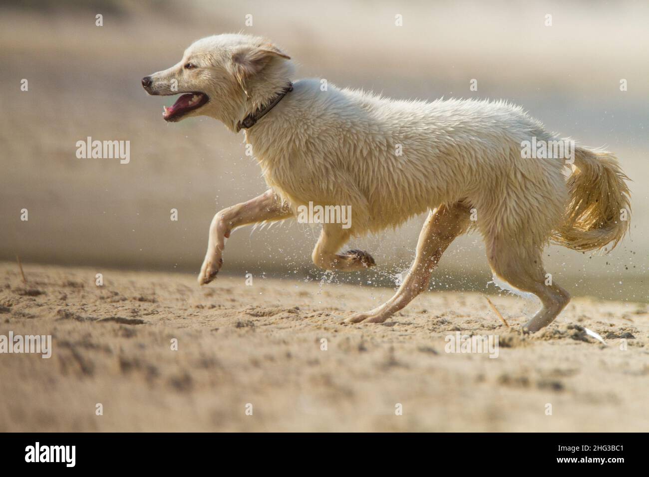 Dog ran on the beach Stock Photo - Alamy