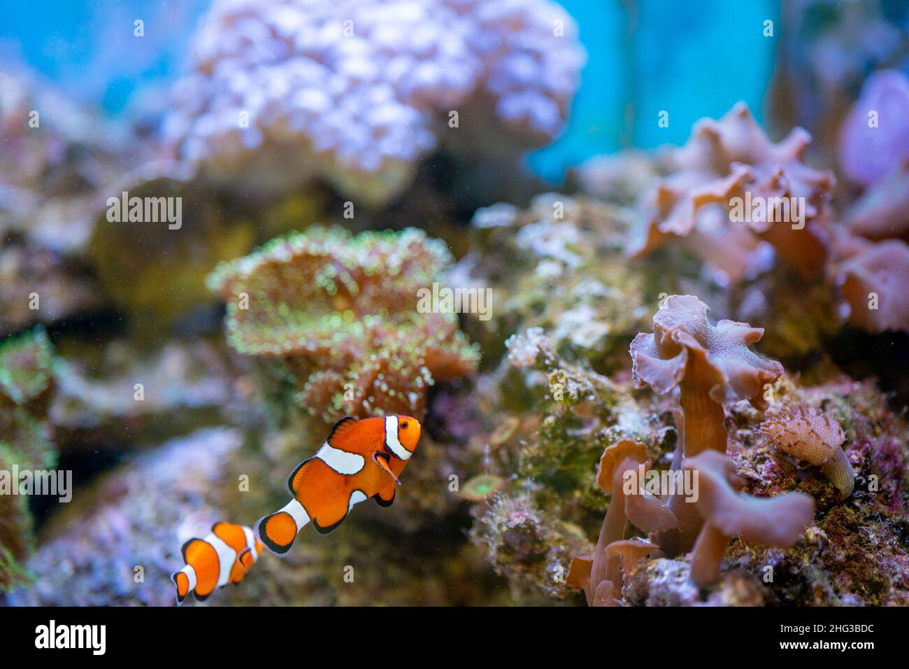 Nemo Clown Fish in a colorful aquarium Stock Photo - Alamy