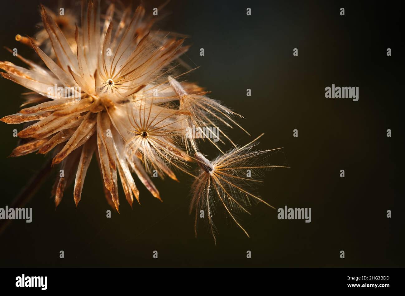Closeup view beautiful dry hi-res stock photography and images - Alamy