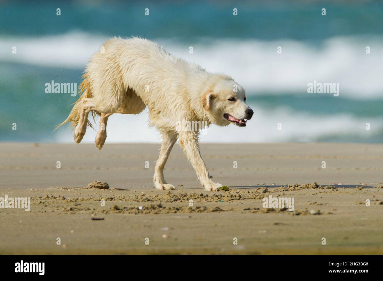 Dog ran on the beach Stock Photo - Alamy