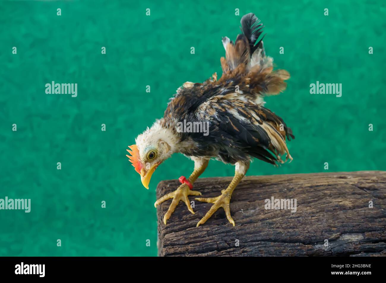 The serama or the malaysian serama are poses on the timber Stock Photo ...