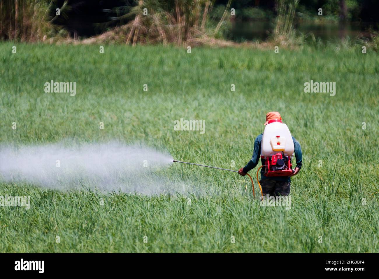 Farmer spraying pesticide on rice field Stock Photo - Alamy