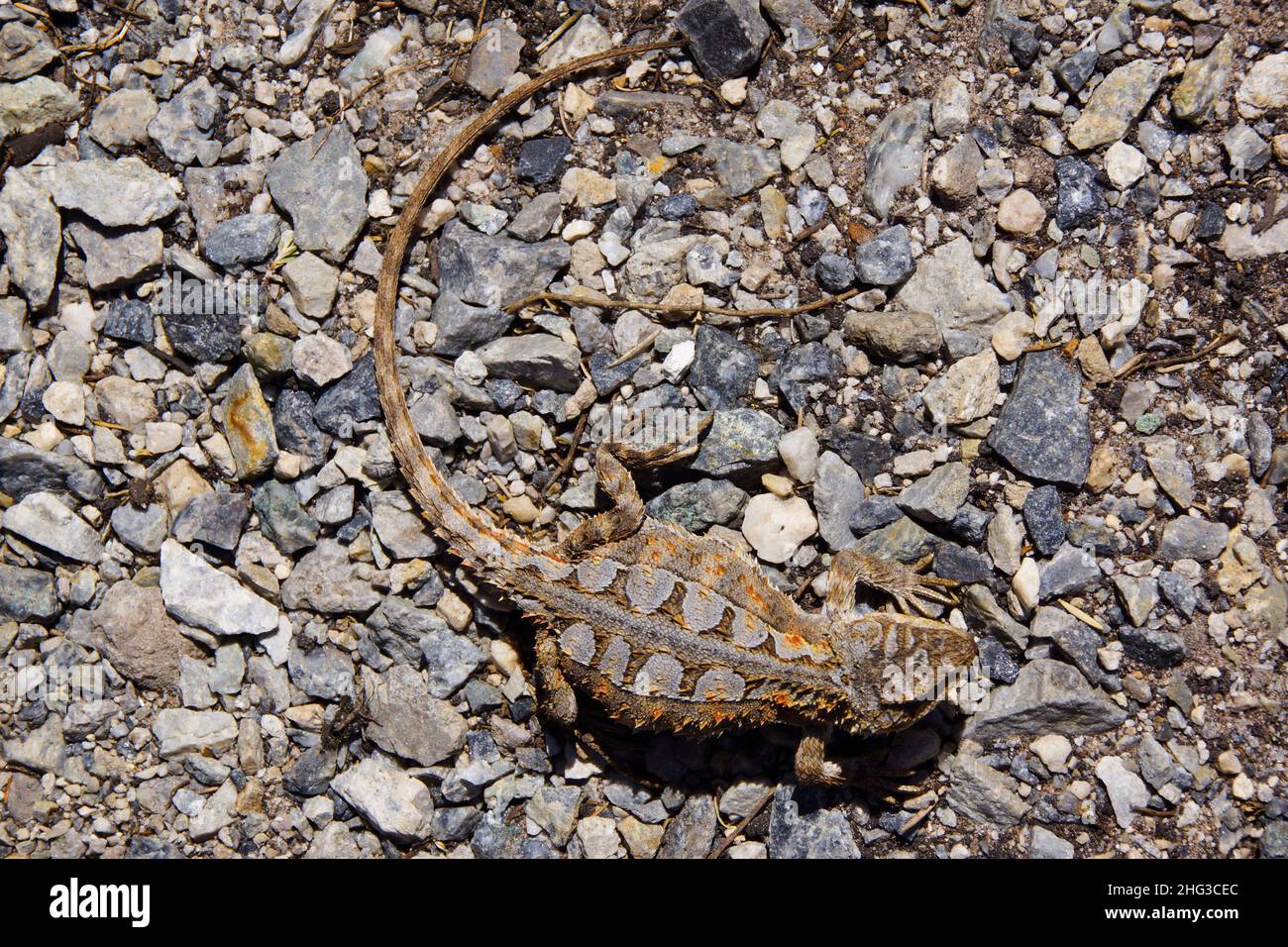 Mountain Heath Dragon Hi Res Stock Photography And Images Alamy