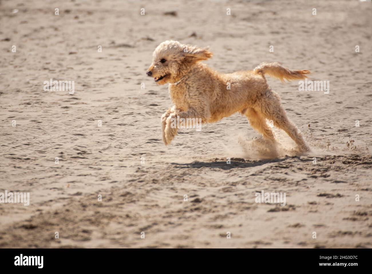 Poodle Dog ran on the beach Stock Photo - Alamy