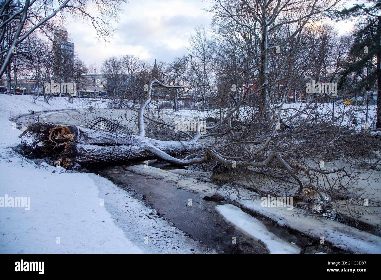 Person killed falling tree hi-res stock photography and images - Alamy