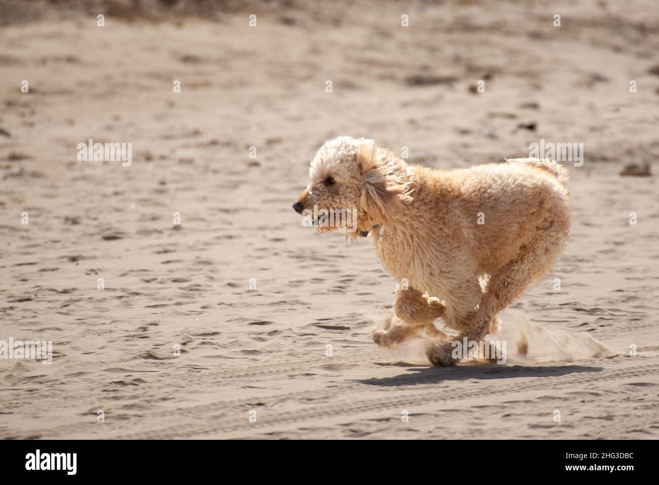 Poodle Dog ran on the beach Stock Photo - Alamy