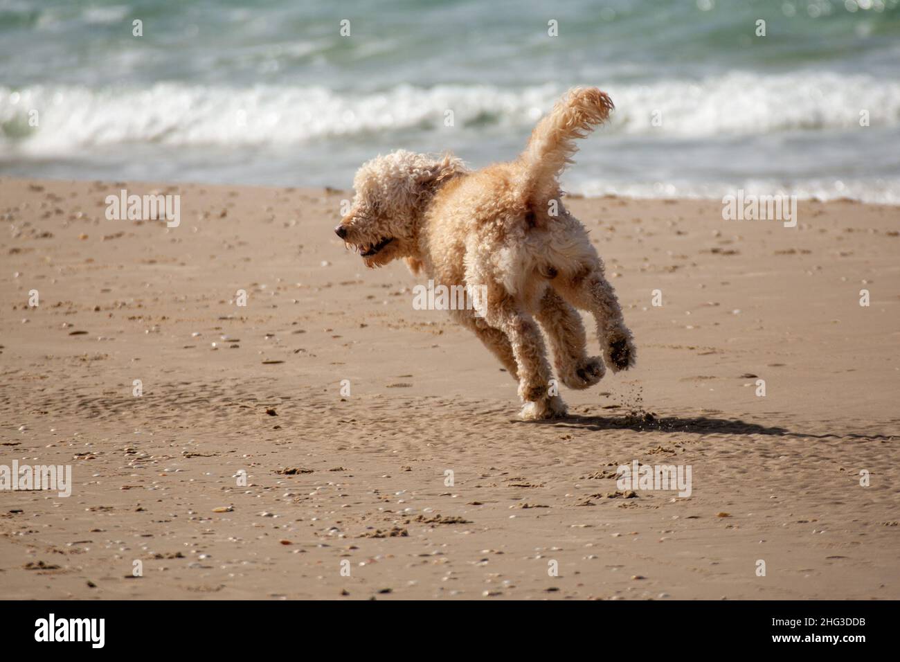 Poodle Dog ran on the beach Stock Photo - Alamy