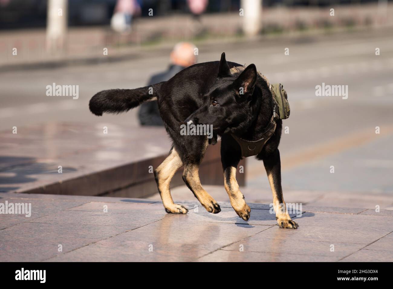Portrait of working police dog Stock Photo - Alamy