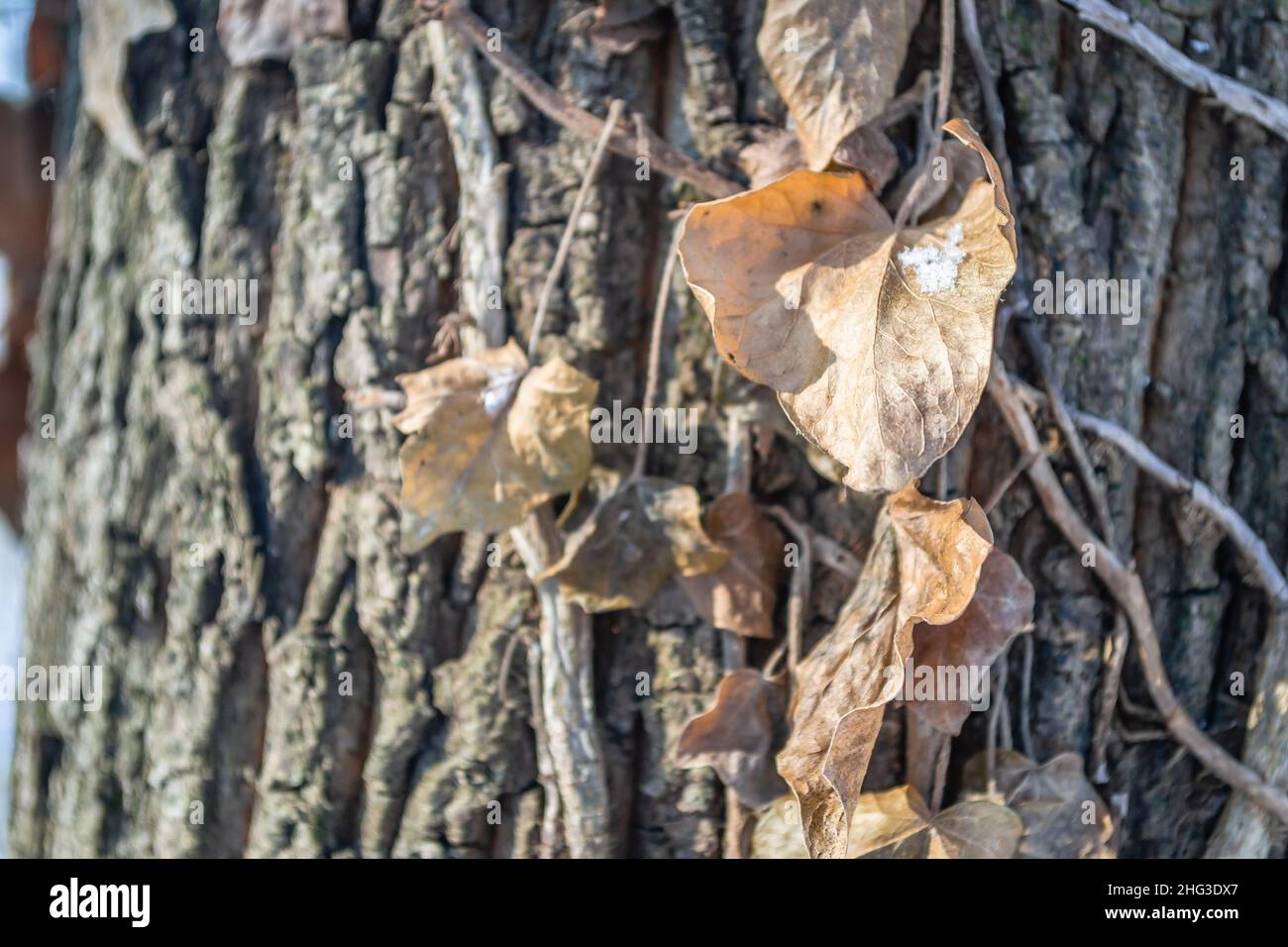 Dried leaves of wild ivy wrapped around an evergreen tree Stock Photo ...