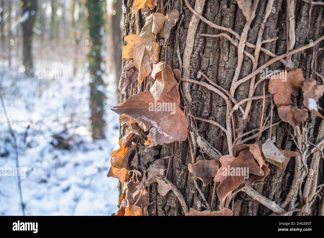 Dried leaves of wild ivy wrapped around an evergreen tree Stock Photo ...