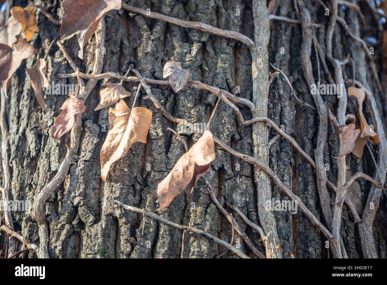 Dried leaves of wild ivy wrapped around an evergreen tree Stock Photo ...