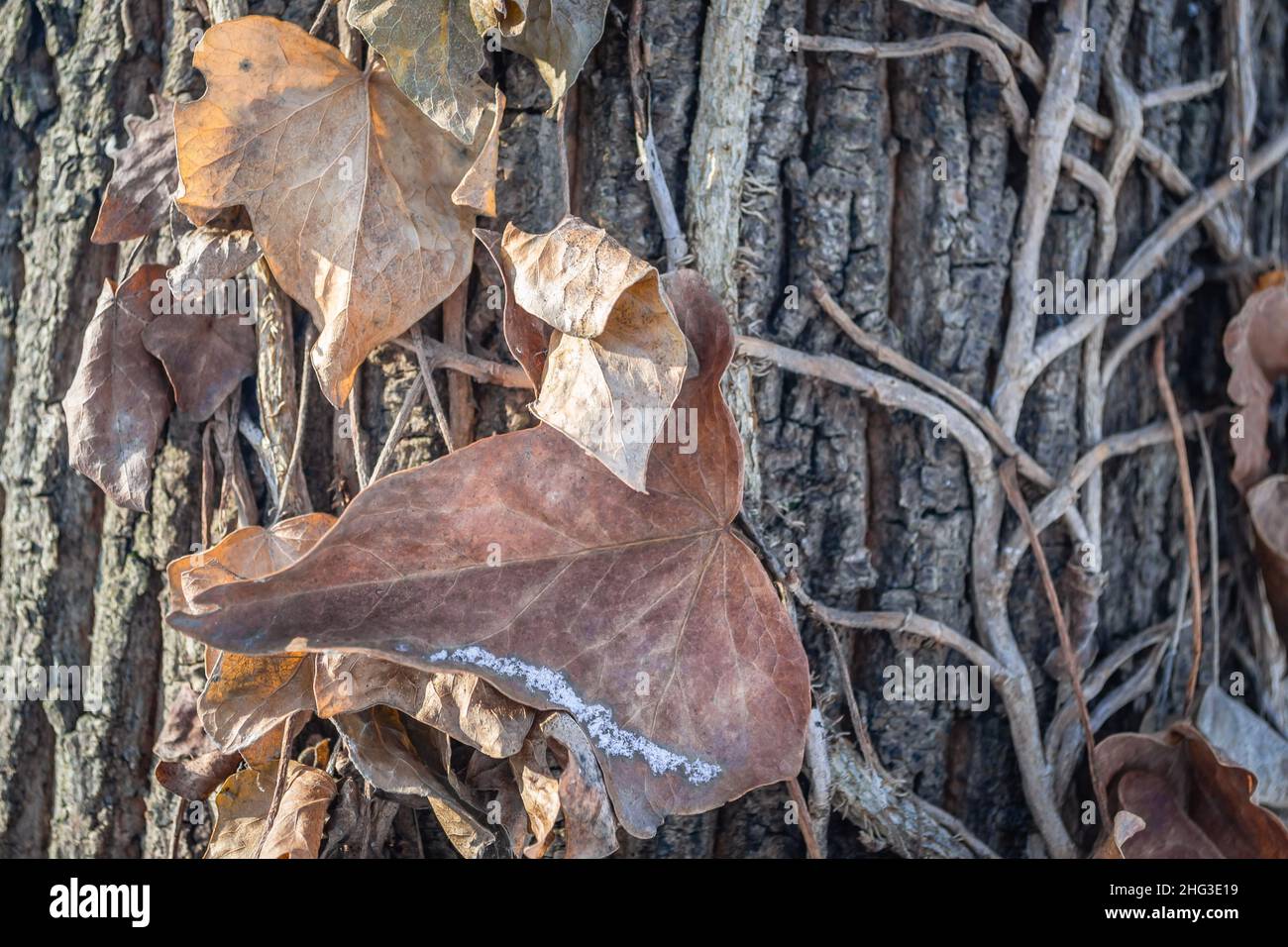 Dried leaves of wild ivy wrapped around an evergreen tree Stock Photo ...