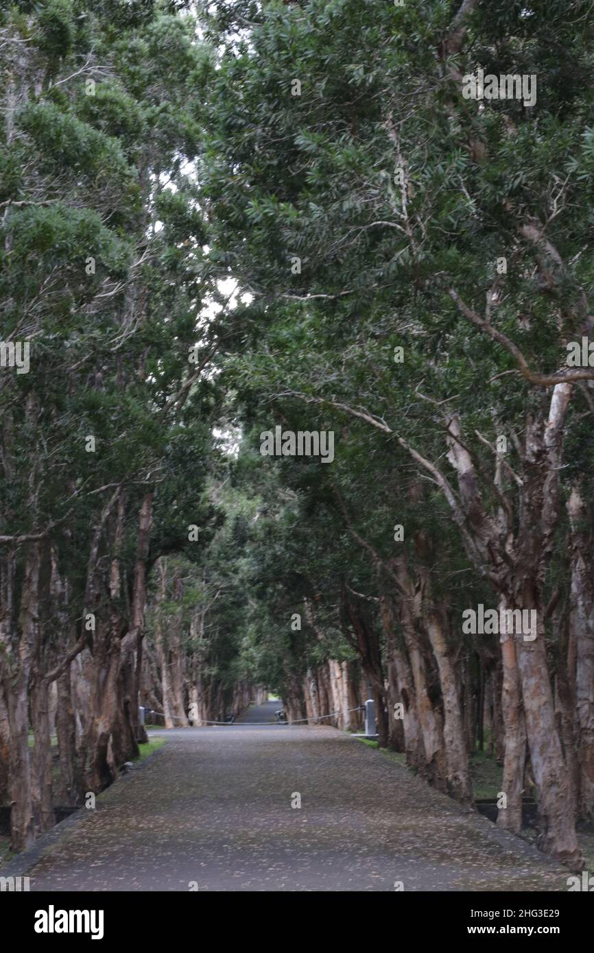 Alexandra Falls View Point Stock Photo - Alamy