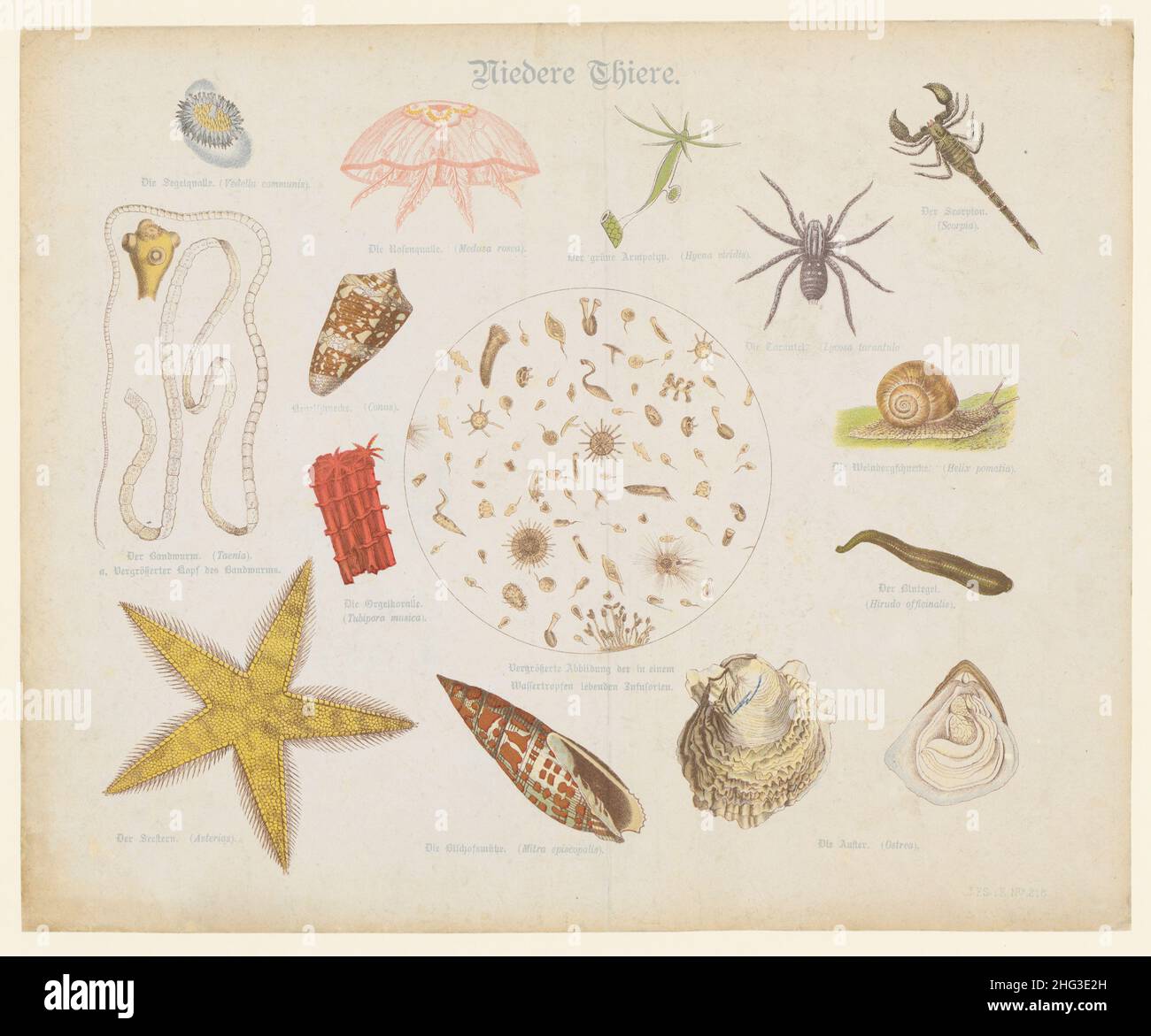 Vintage drawing of lower animals hi-res stock photography and images ...