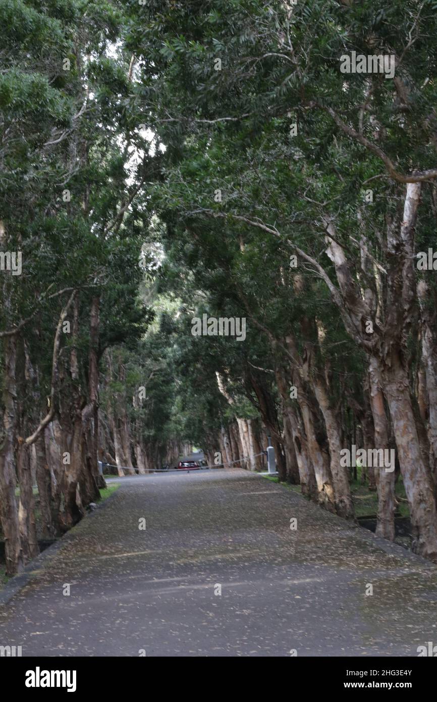 Alexandra Falls View Point Stock Photo - Alamy