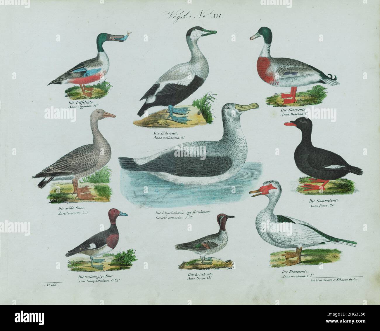 Vintage color drawings of birds. No. XVI. Germany, 1836 (by Linnaeus ...