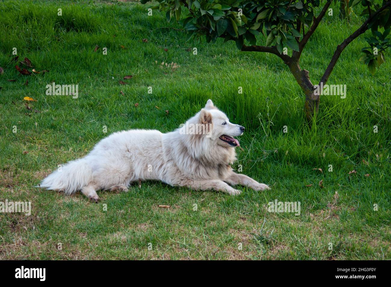 Samoyed is a breed of dog Stock Photo - Alamy
