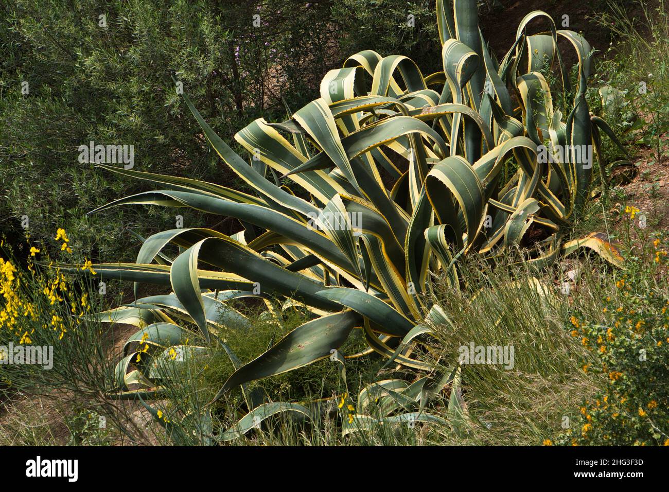 Agave americana Marginata in Park Guell in Barcelona,Spain,Europe Stock ...